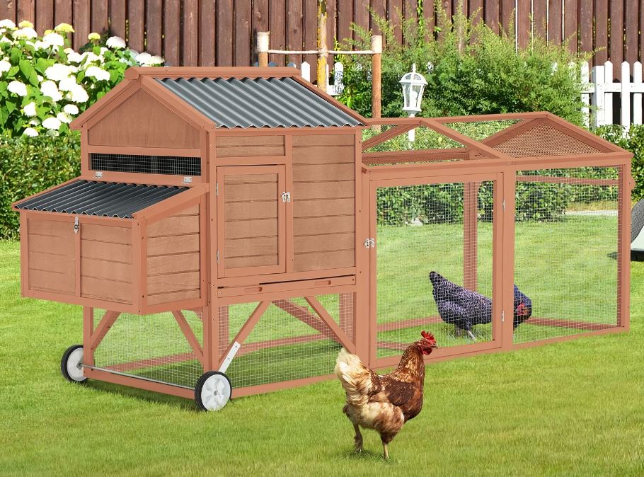 Backyard Chickens – City of Manawa